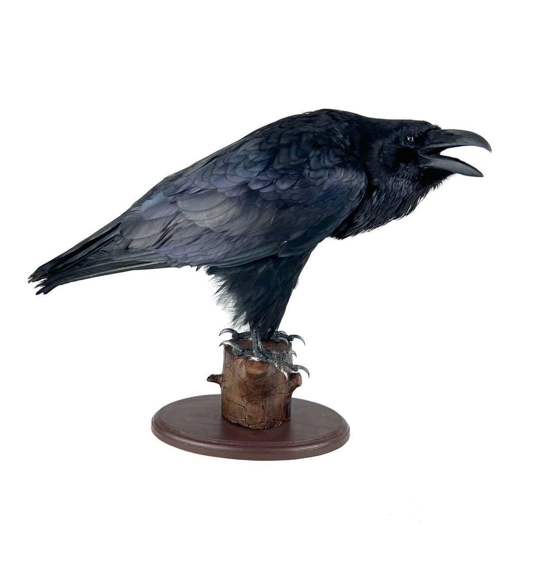 Raven Taxidermy Bird Real Stuffed Stand Mount Animal Gothic Tattoo ...