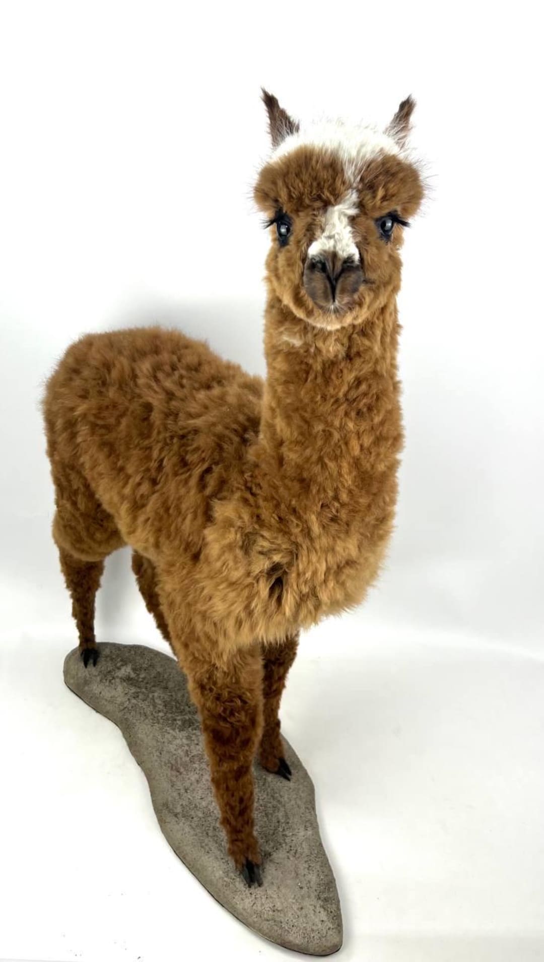 Alpaca (lama Pacos) Taxidermy Stand Mount - Etsy