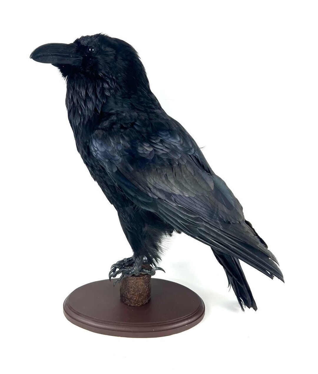 Raven Crow Bird Real Animal Stuffed Taxidermy Stand Mount Eurasian ...