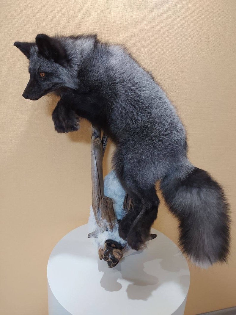Silver Fox vulpes Vulpes Taxidermy Wall Mount Life Size - Etsy