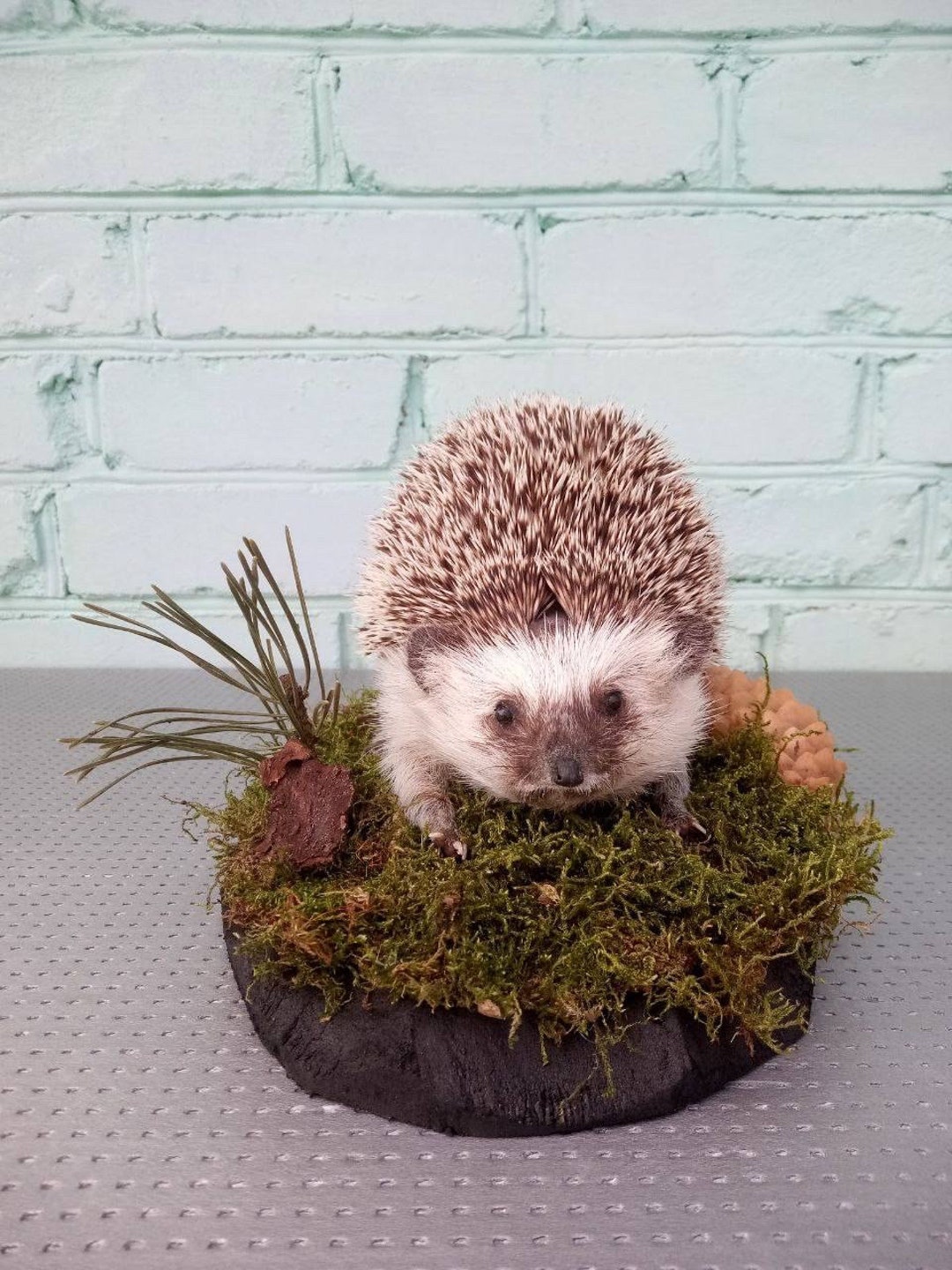 Little Snowflake Hedgehog Taxidermy Stand Mount1 - Etsy UK
