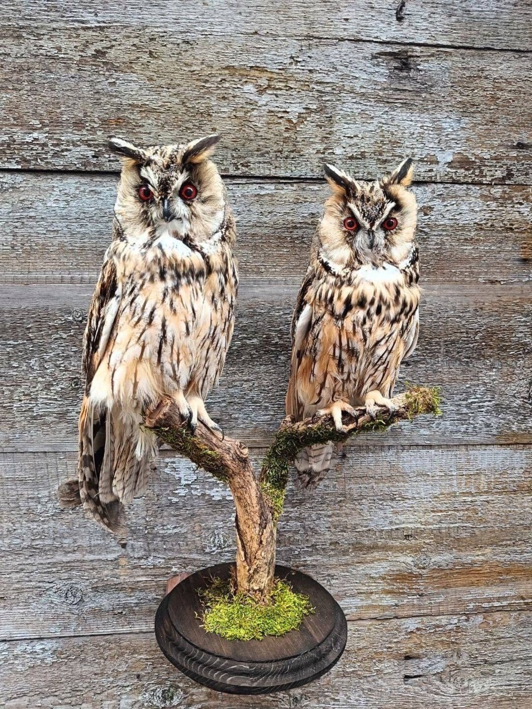 Set Long Eared Owl Asio Otus Taxidermy Stand Mount - Etsy