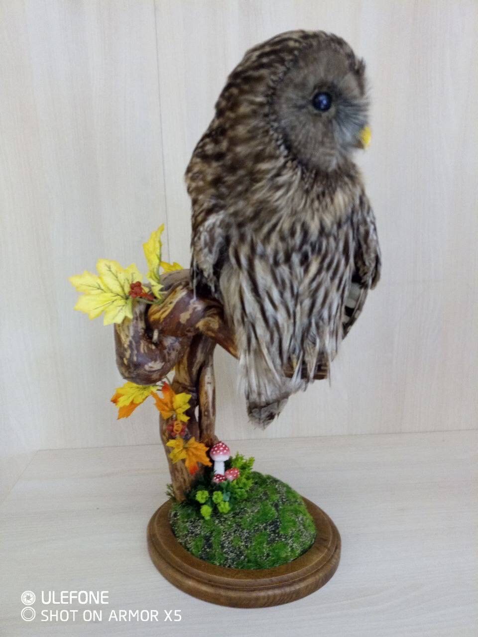 Ural Owl Strix Uralensis Taxidermy Stand Mount - Etsy