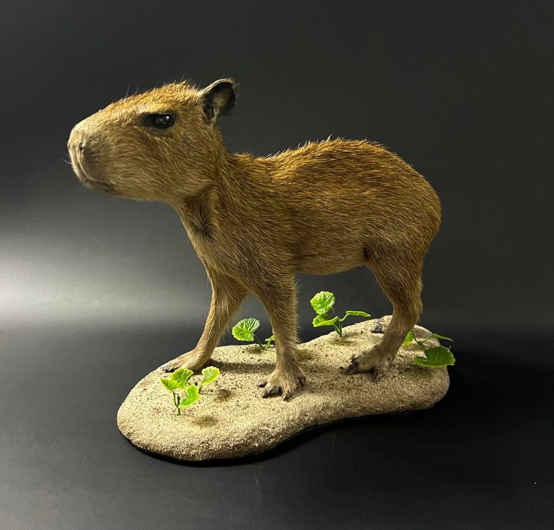 Greater Capybara (hydrochoerus Hydrochaeris) Taxidermy Stand Mount ...