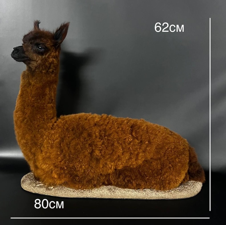 Alpaca (lama Pacos) Taxidermy Stand Mount - Etsy