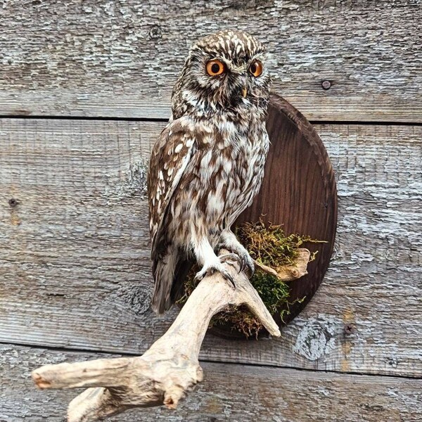 Taxidermy Owl - Etsy