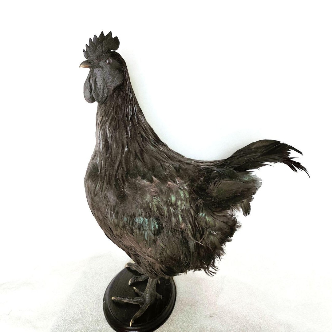 Ayam Cemani Chicken Hen Taxidermy Stand Mount Giant Size - Etsy