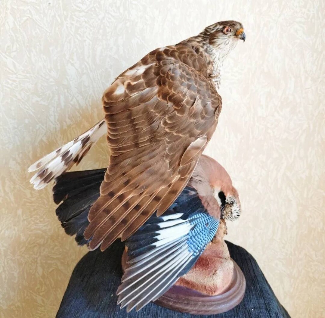 Eurasian Sparrowhawk accipiter Nisus Jay Taxidermy Stand Mount - Etsy