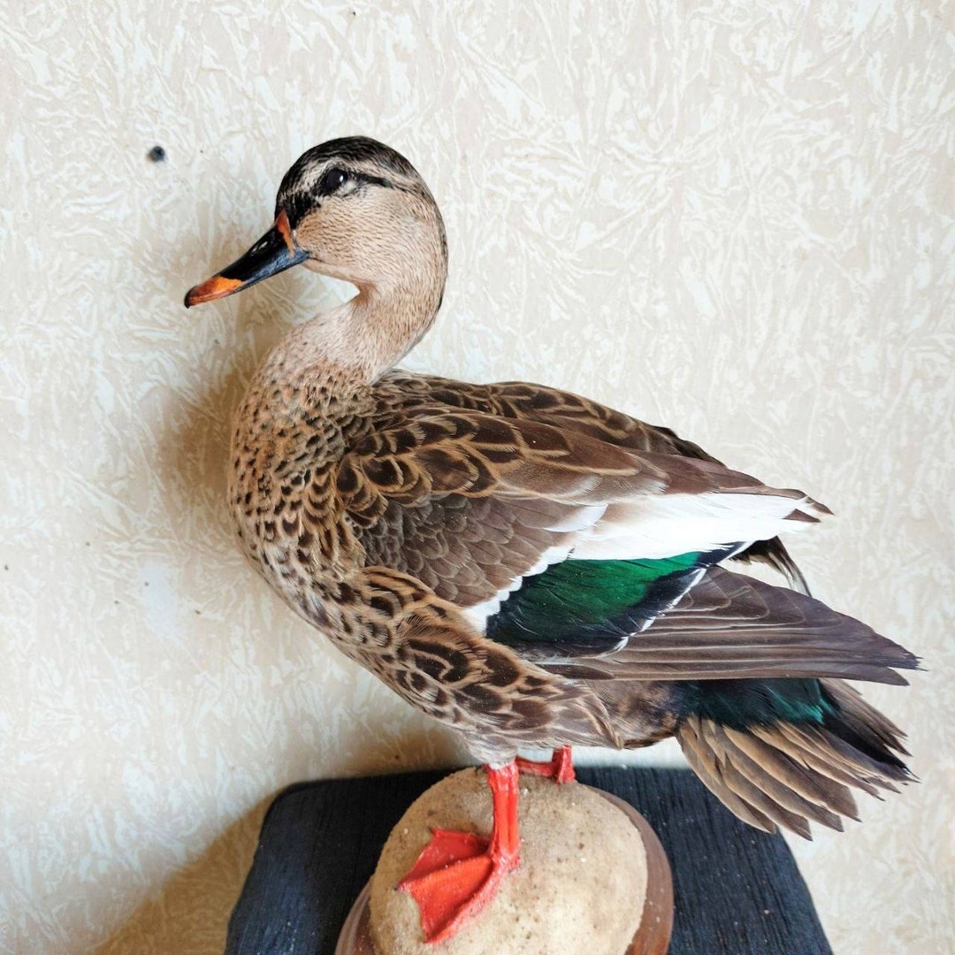 Indian Spot-billed Duck Taxidermy Stand Mount - Etsy