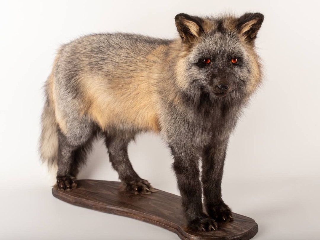 Silver Fox vulpes Vulpes Taxidermy Stand Mount Life Size 4 - Etsy UK