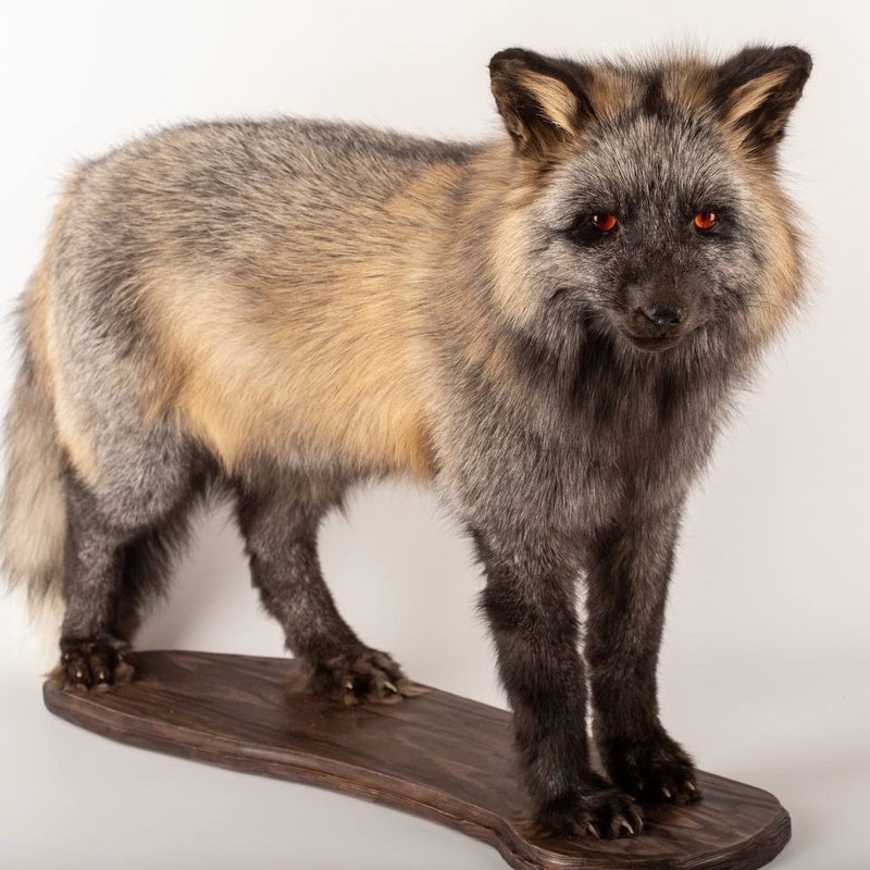 Animal Mount - Etsy UK