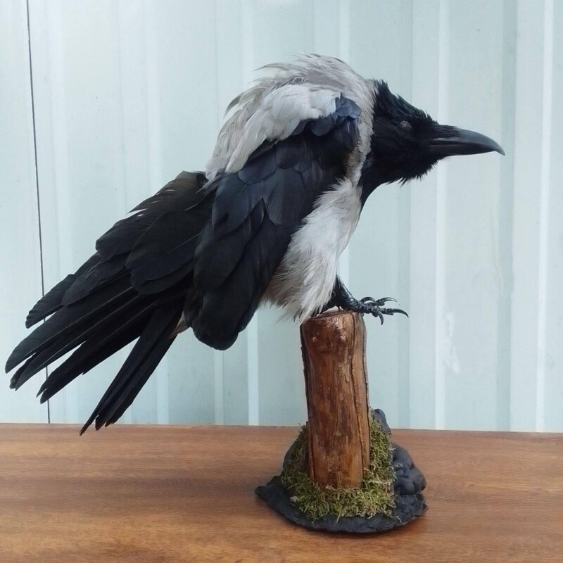 Stuffed Crow - Etsy