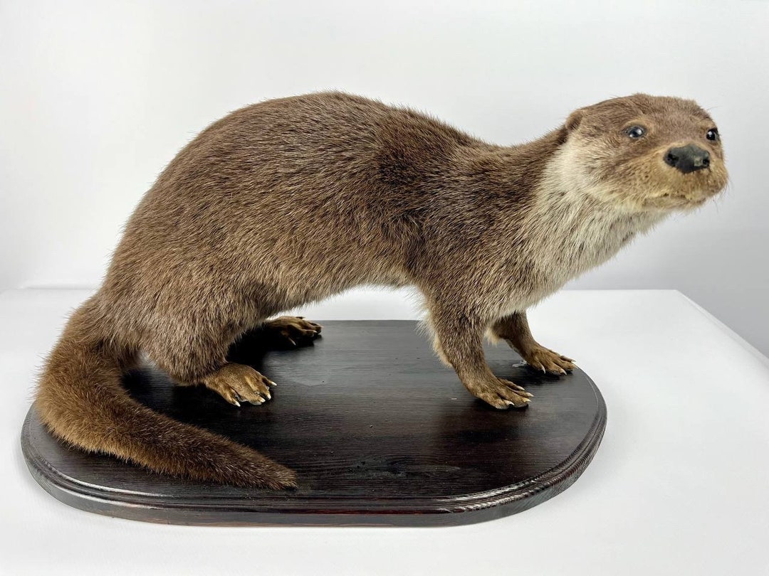European River Otter lutra Lutra Taxidermy Stand Mount1 - Etsy