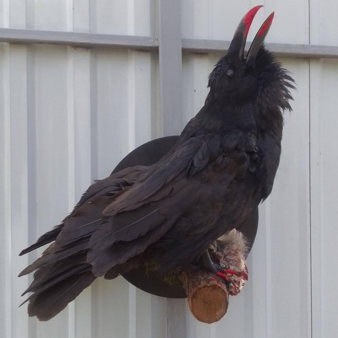 Raven Taxidermy Bird Real Stuffed Wall Mount Animal Gothic Tattoo ...