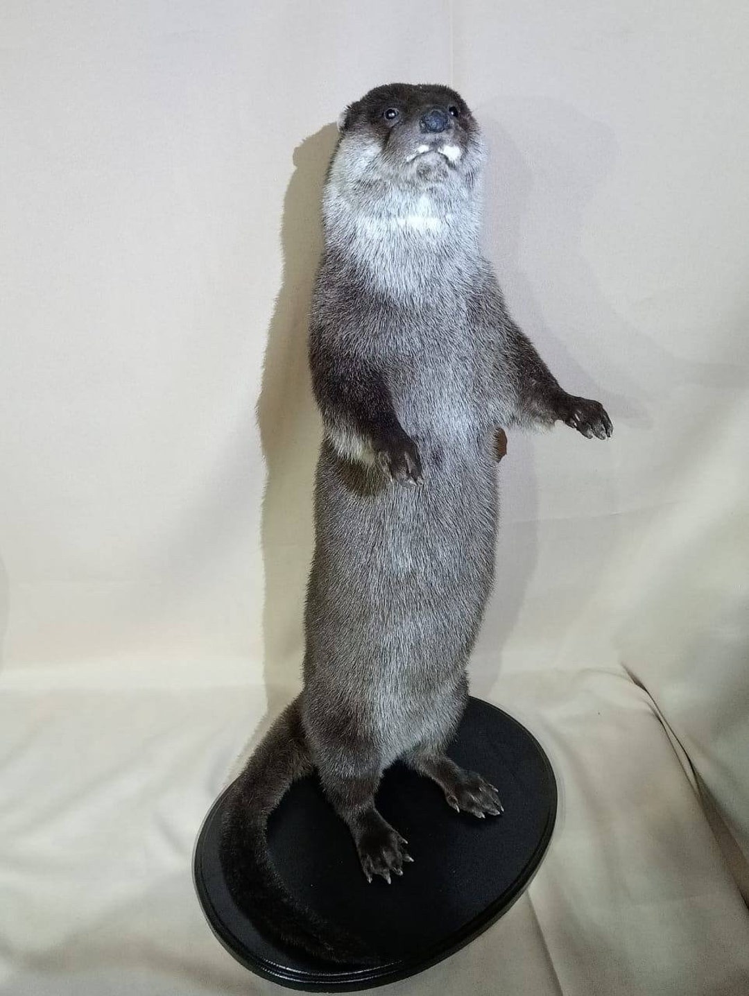 European River Otter lutra Lutra Taxidermy Stand Mount2 - Etsy