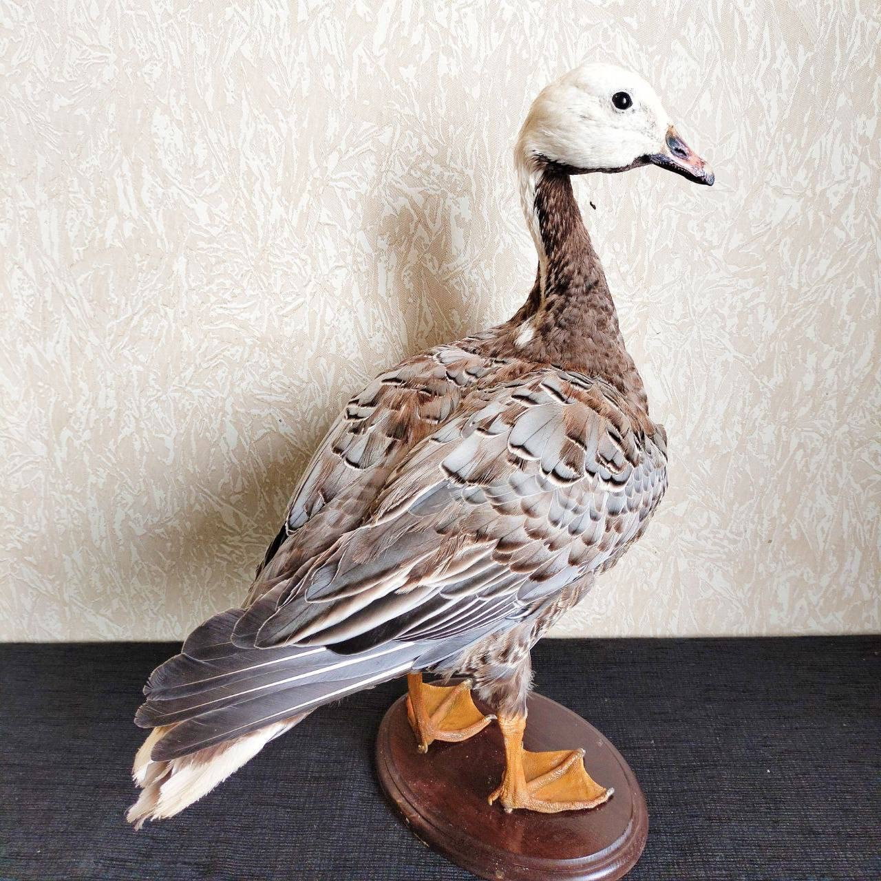Emperor Goose anser Canagicus Taxidermy Stand Mount - Etsy