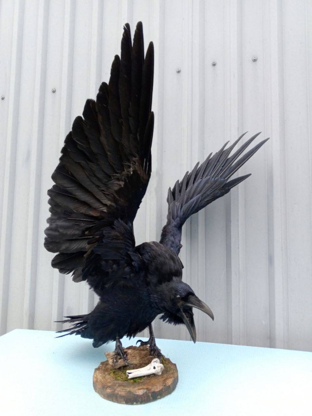 Raven Taxidermy Bird Real Stuffed Stand Mount Animal Gothic - Etsy