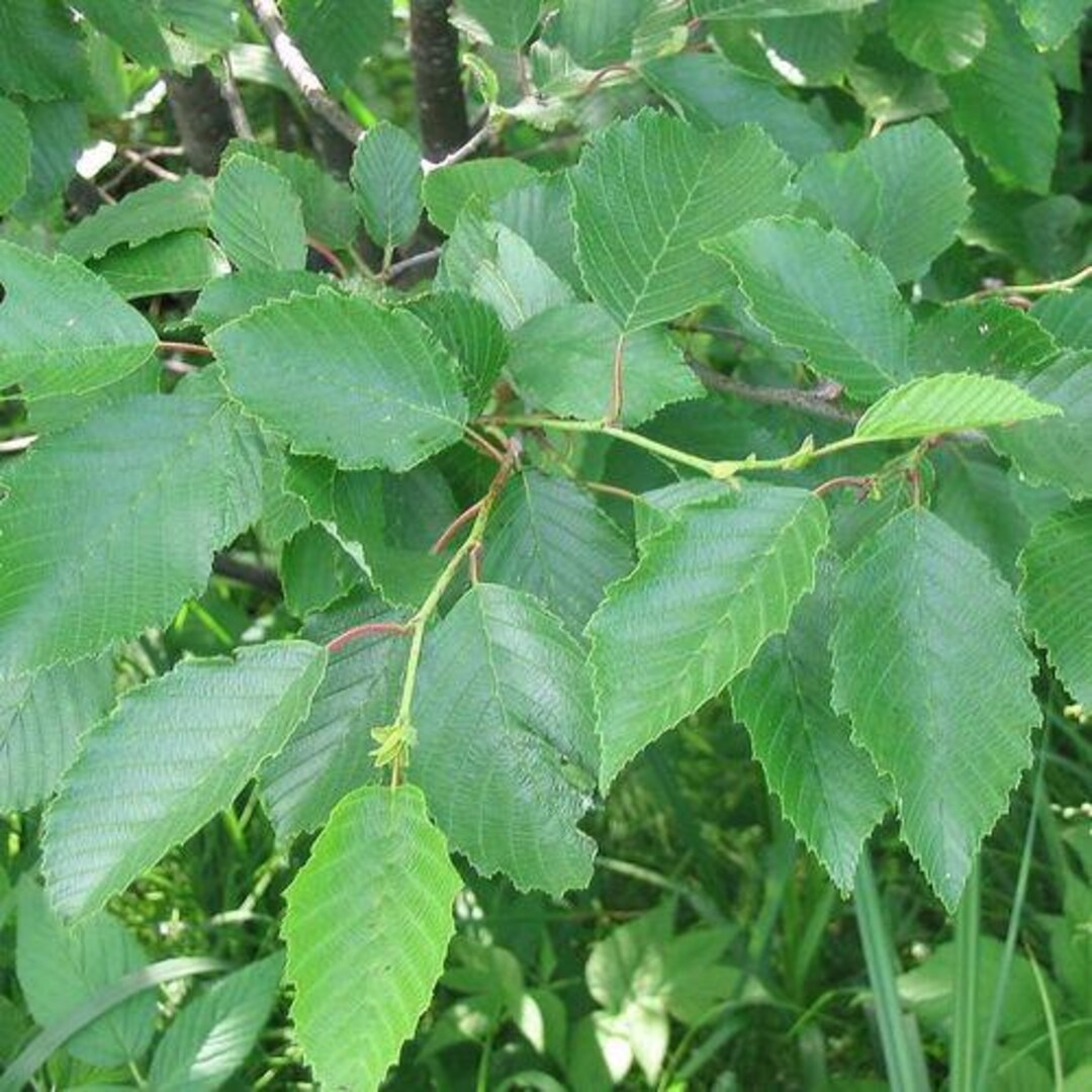 Alnus Incana Sbsp Rugosa / Speckled Alder - Dried Seeds - Etsy