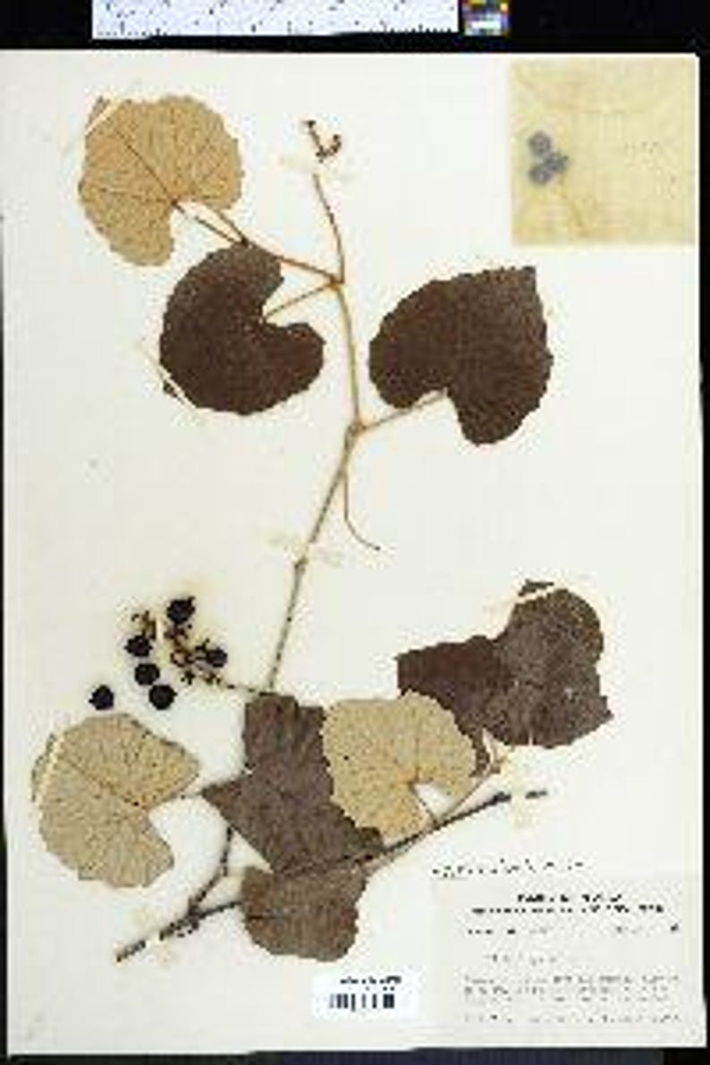 Vitis Aestivalis / Summer Grape - Dried Seeds - Etsy