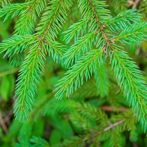 Picea Rubens / "red Spruce" - Dried Seeds - Etsy