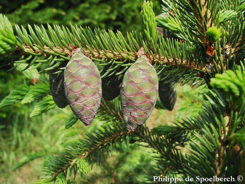 Picea Rubens / "red Spruce" - Dried Seeds - Etsy