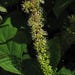 Vitis Aestivalis / Summer Grape - Dried Seeds - Etsy