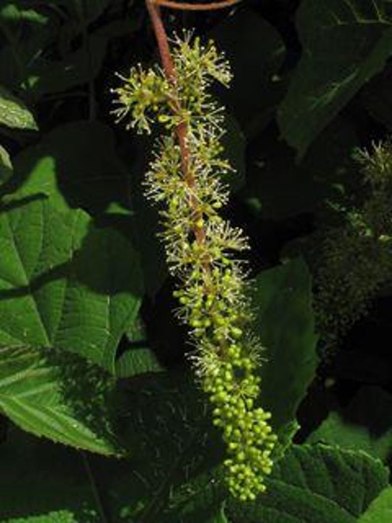Vitis Aestivalis / Summer Grape - Dried Seeds - Etsy