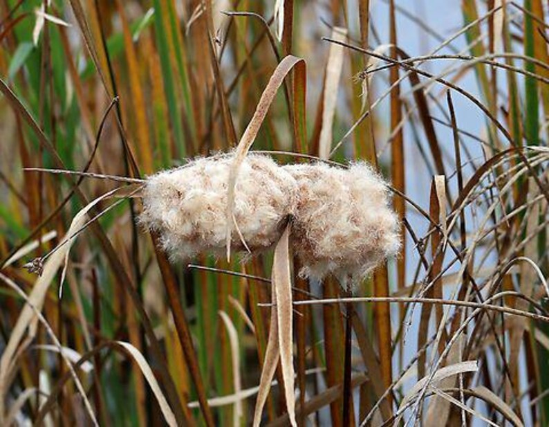 Typha Latifolia / Broadleaf Cattail - Dried Seeds - Etsy