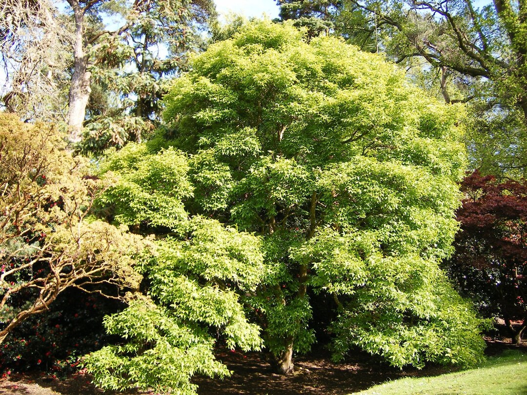 Acer Triflorum / "three-flowered Maple" - Dried Samaras - Etsy