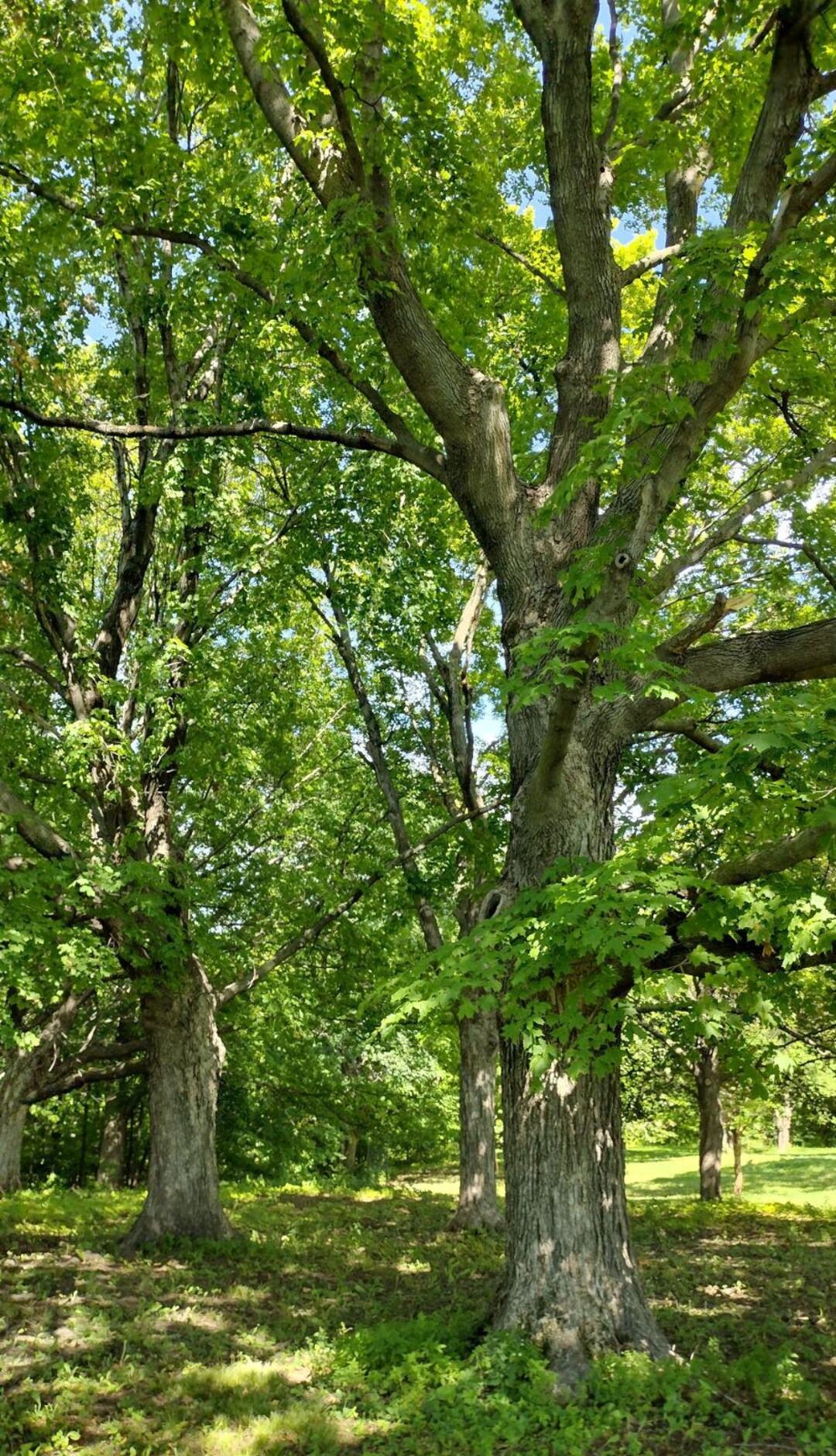 Acer Saccharum / Sugar Maple - Dried Samaras - Etsy