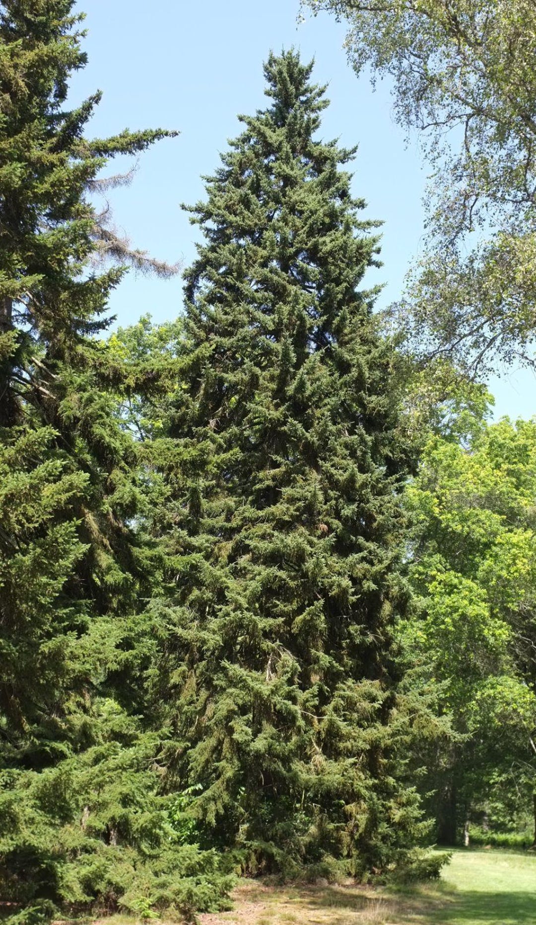 Picea Rubens / "red Spruce" - Dried Seeds - Etsy