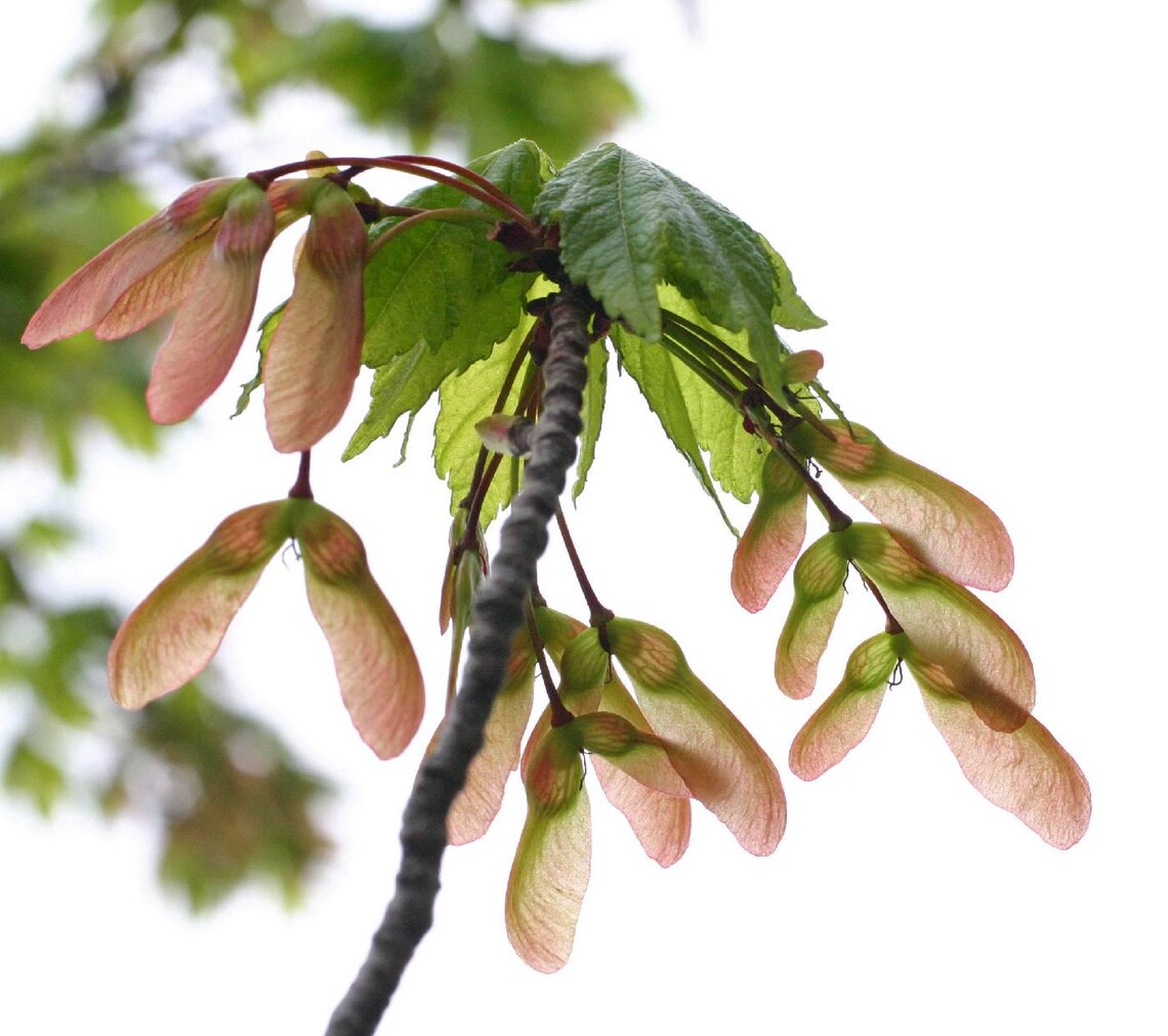 Acer Rubrum / Red Maple - Dried Samaras - Etsy
