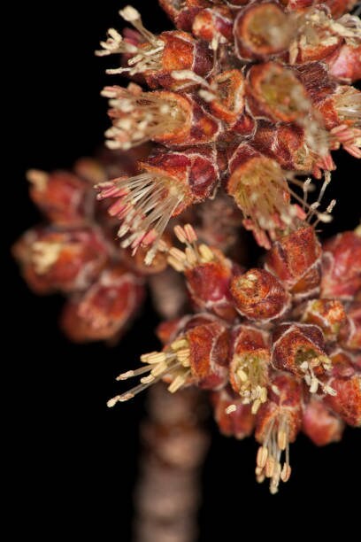 Acer Saccharinum / Silver Maple - Dried Samaras - Etsy