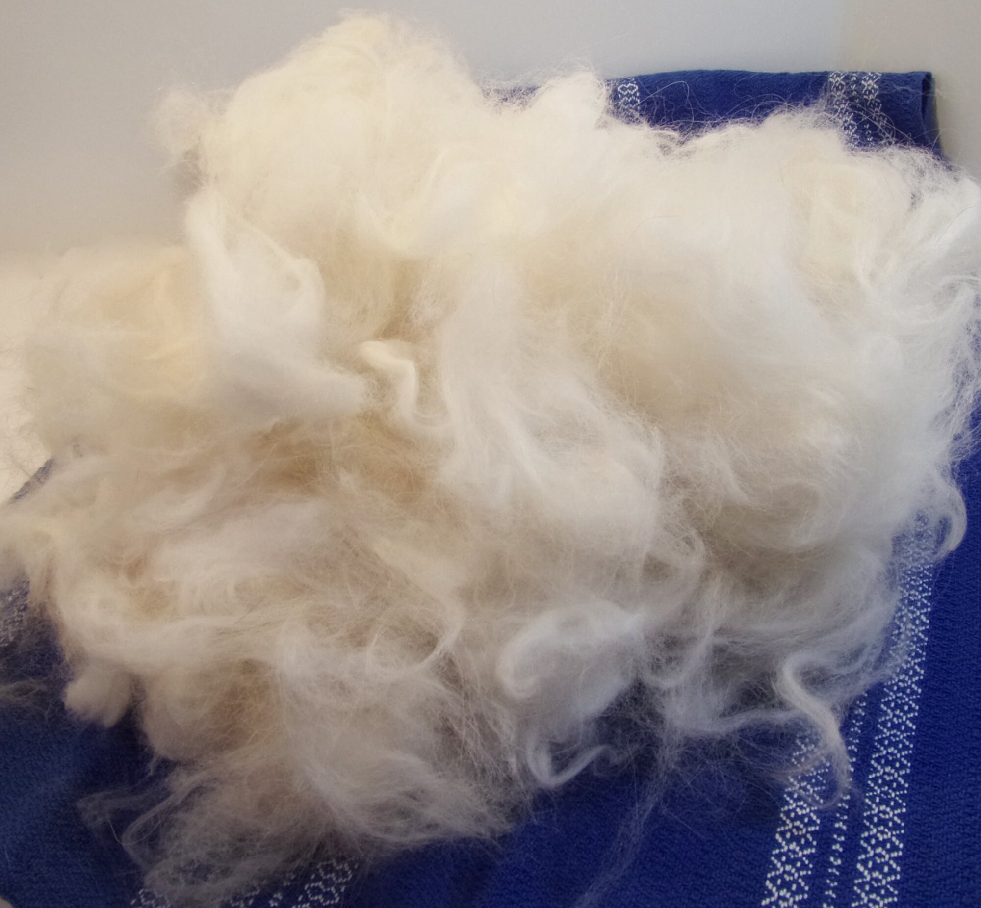 Handplucked Angora Rabbit Fiber From Ruslana 1 Oz. - Etsy