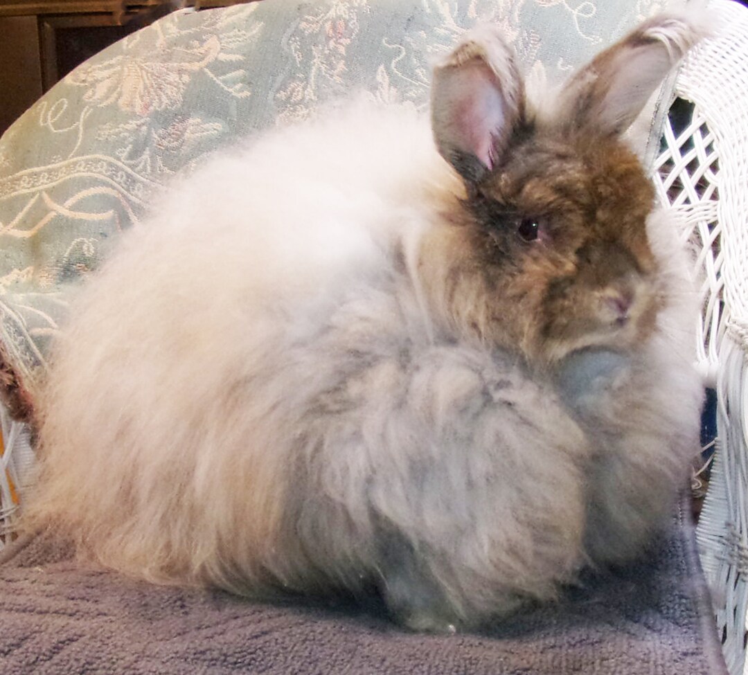 Handplucked Angora Rabbit Fiber From Annika 1 Oz. - Etsy