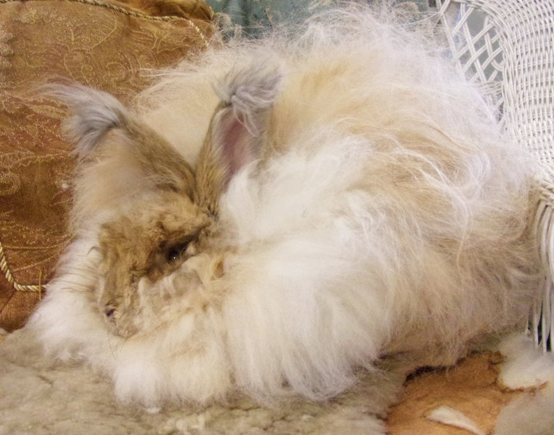 Handplucked Angora Rabbit Fiber From Ruslana 1 Oz. - Etsy
