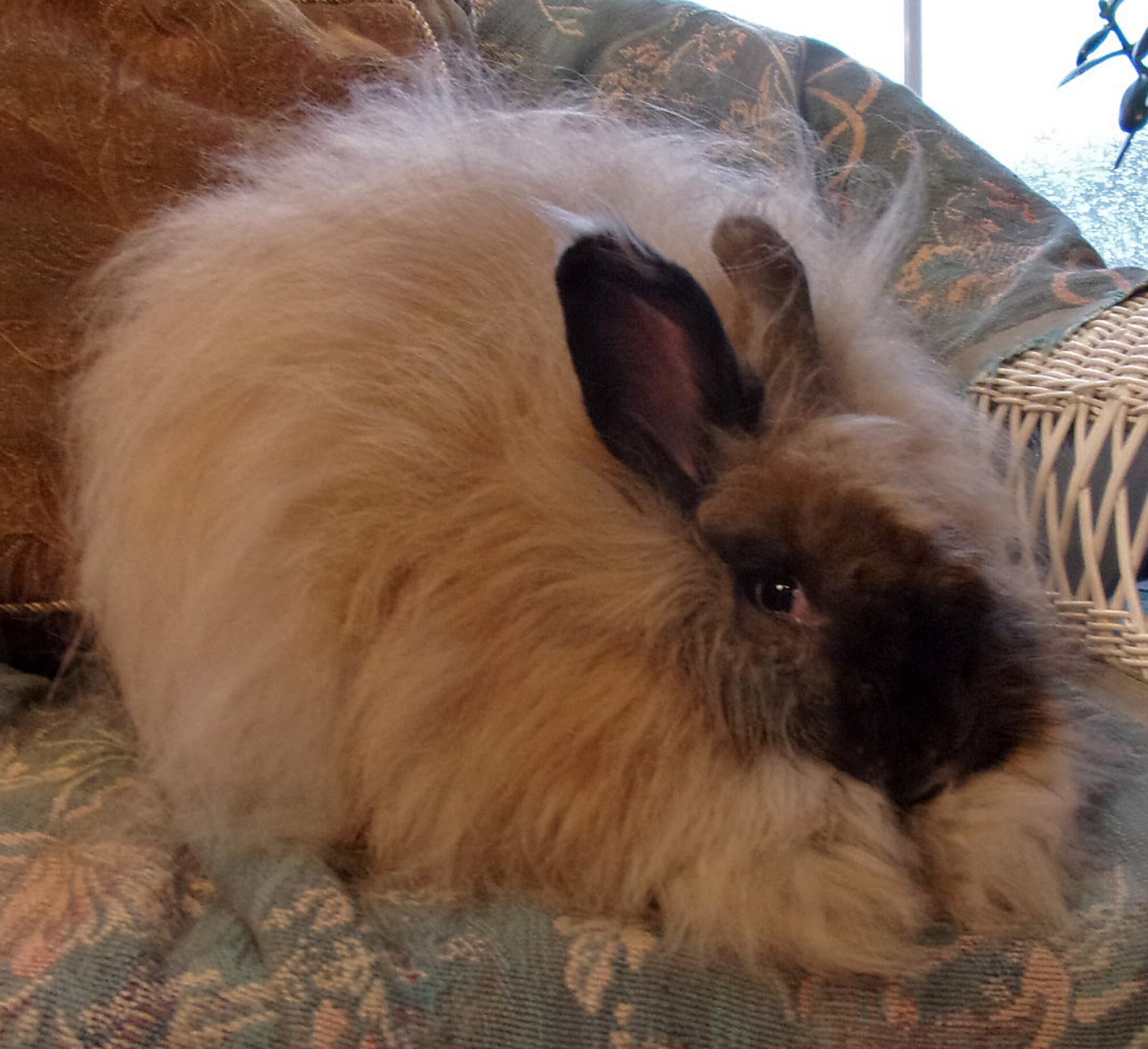 Handplucked Angora Rabbit Fiber From Rosemary 1 Oz. - Etsy