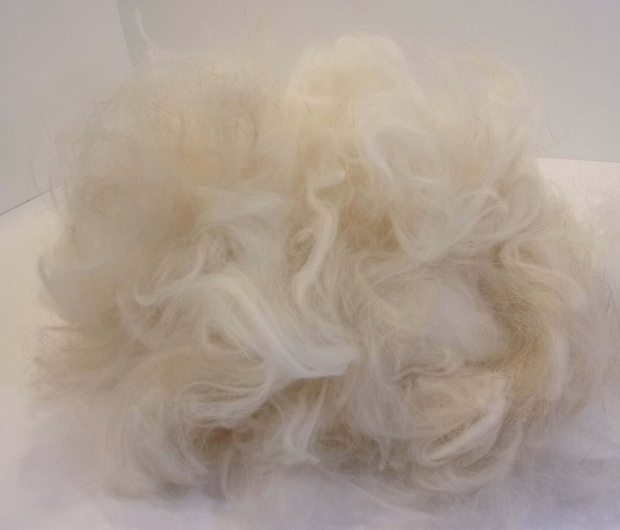 Handplucked Angora Rabbit Fiber From Ruslana 1 Oz. - Etsy