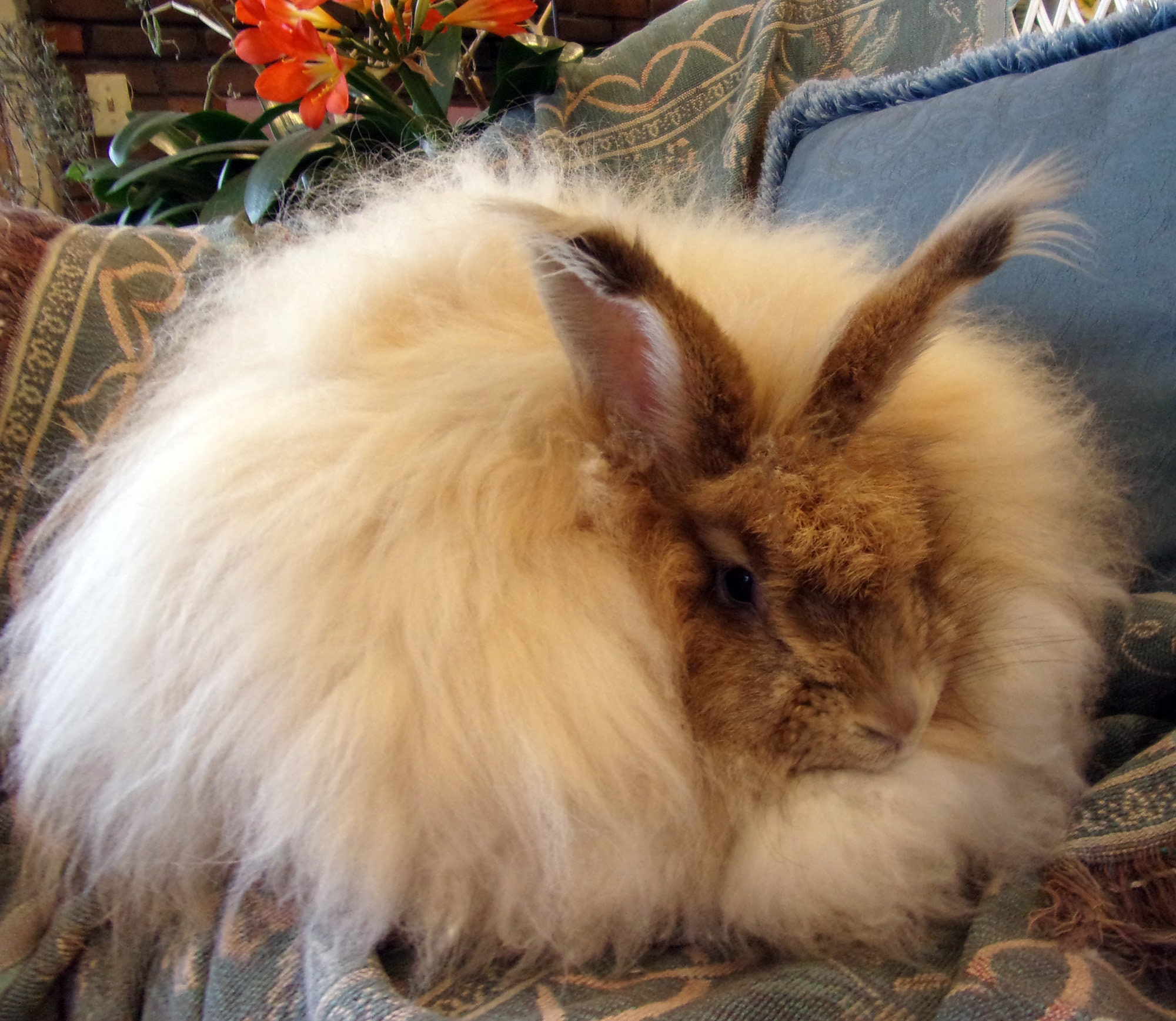 Handplucked Angora Rabbit Fiber From Sage 1 Oz. - Etsy