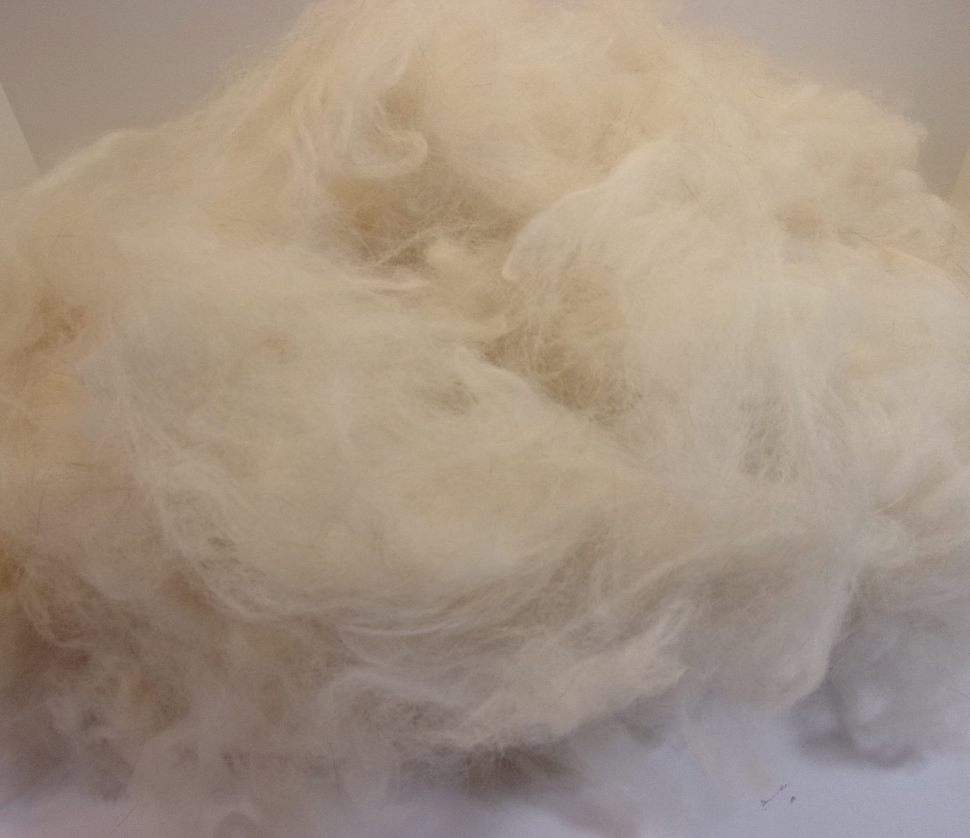 Handplucked Angora Rabbit Fiber From Rosemary 1 Oz. - Etsy