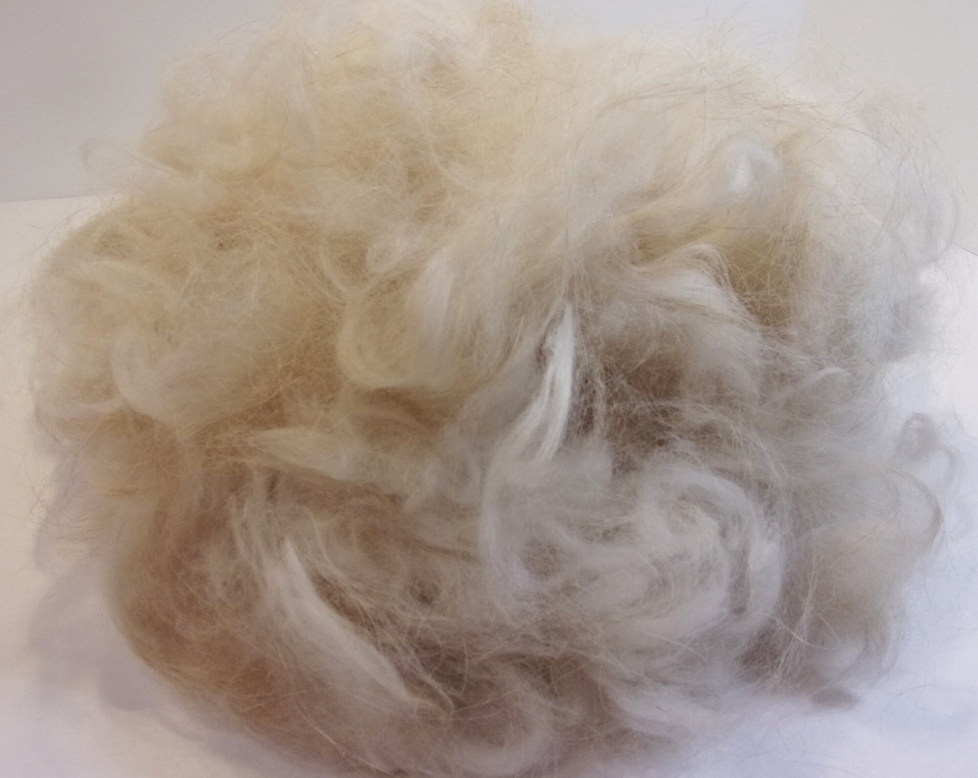 Handplucked Angora Rabbit Fiber From Sage 1 Oz. - Etsy