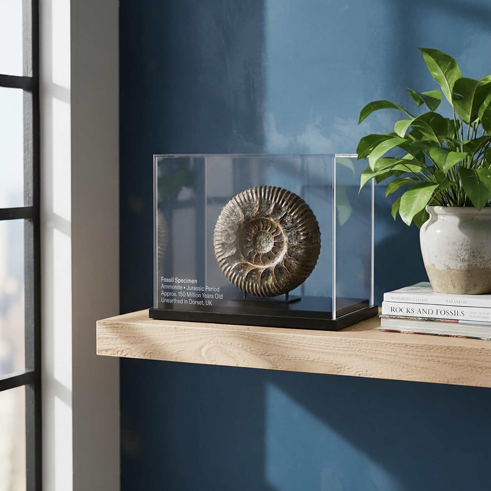 Personalised Acrylic Display Case: Fossil, Ammonite, Trilobite, Shark ...