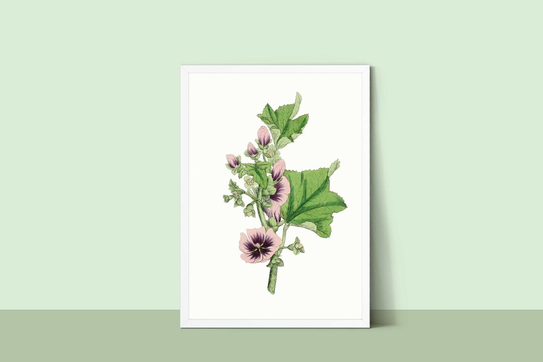 Tree Mallow Botanical Illustration Print, Flower Print, Flower Wall Art ...