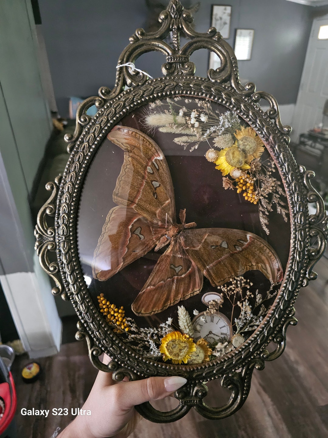 Atlas Moth Frame - Etsy