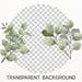 Watercolor Eucalyptus Clipart, Greenery Leaves PNG, Wedding Wreath ...