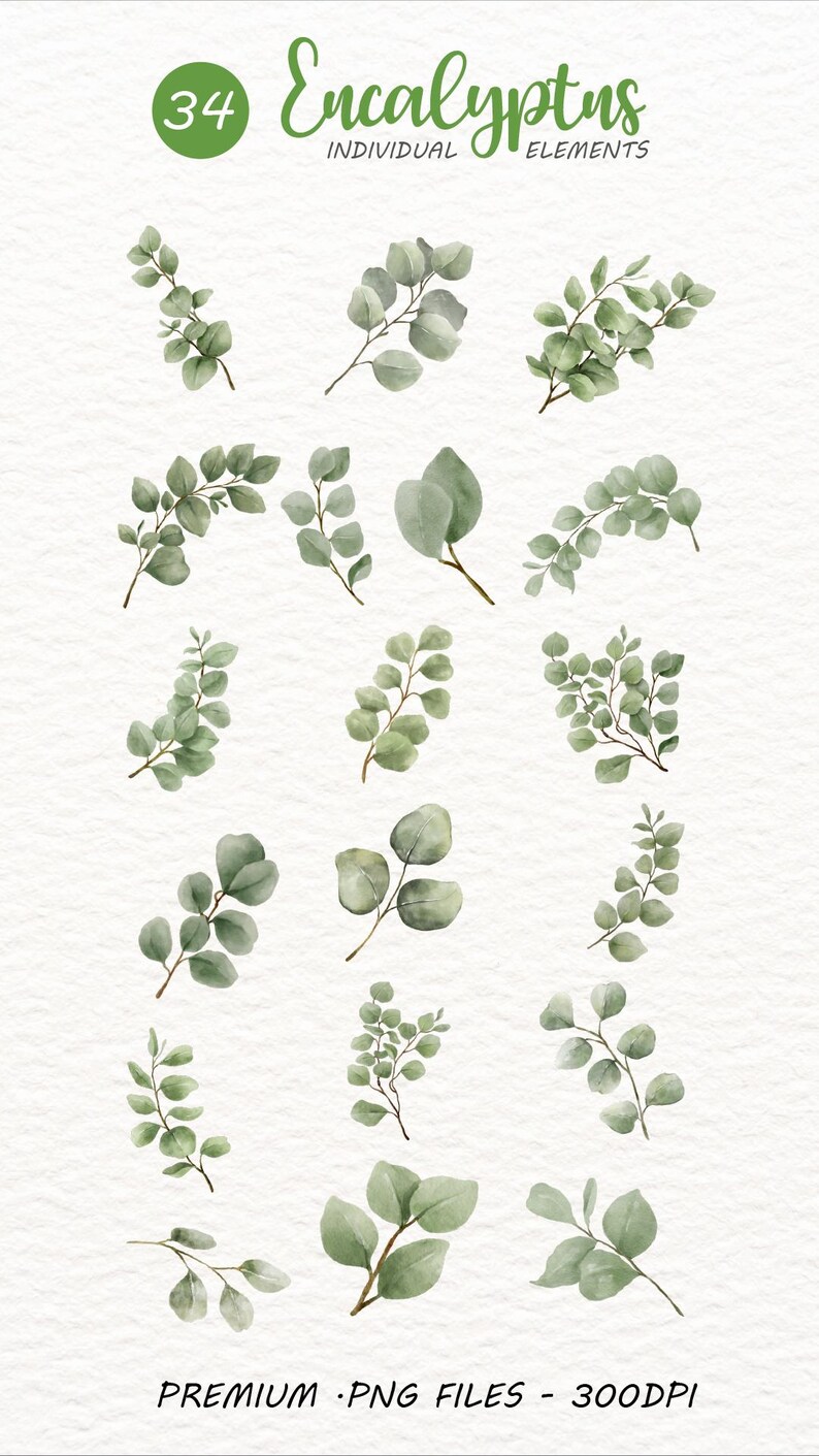 Watercolor Eucalyptus Clipart, Greenery Leaves PNG, Wedding Wreath ...