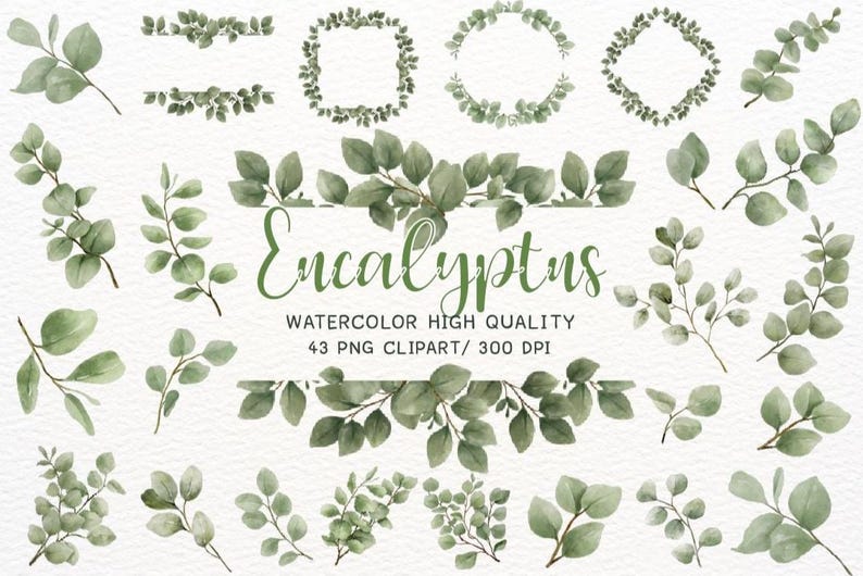 Watercolor Eucalyptus Clipart, Greenery Leaves PNG, Wedding Wreath ...