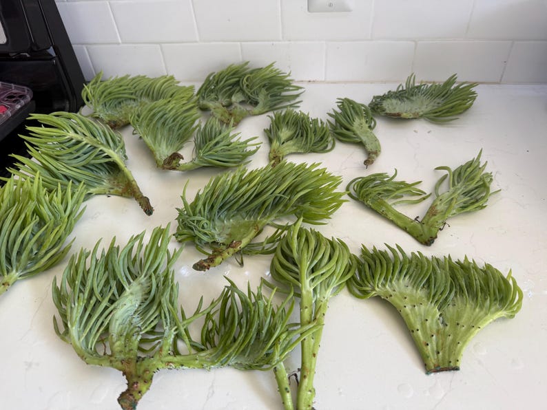 Rare Crested Mermaid Tail Succulent Cuttings - Etsy