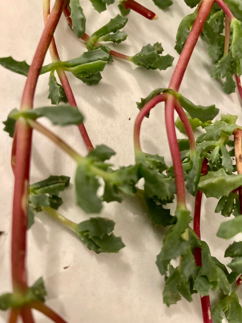 Rare Succulents, Sandstone Vygie Pink Oscularia Deltoides, Lampranthus ...