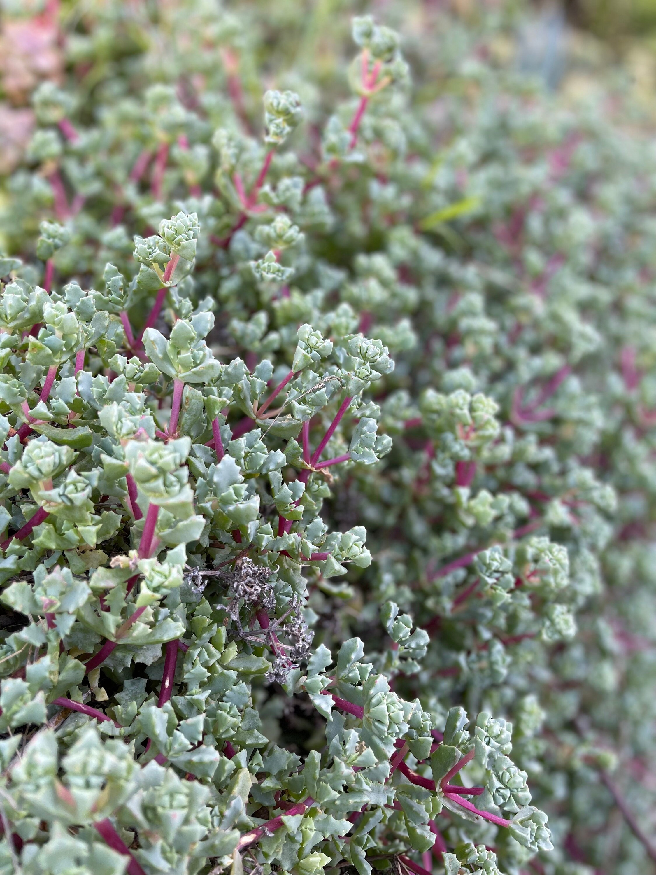 Succulent Ice Plant Fruit